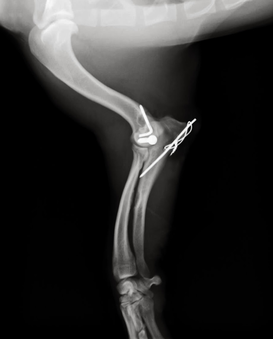 ARTROVET: Fractura de codo