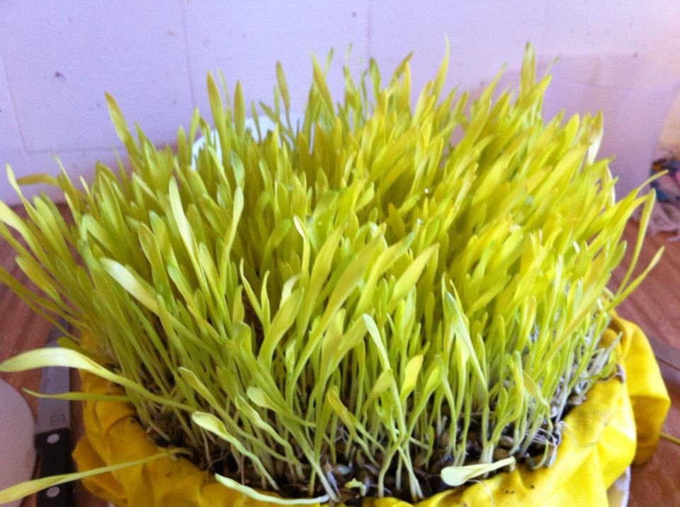 Bed : Jamara in Dashai