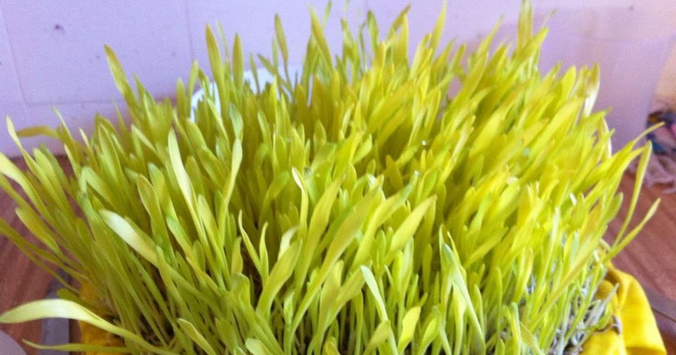 Bed : Jamara in Dashai