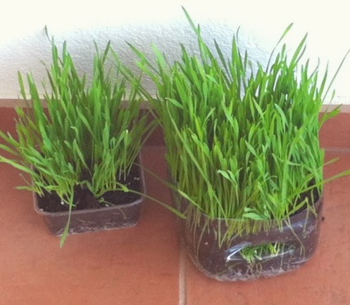 ALIMENTACION HOLISTICA: HIERBA DE TRIGO