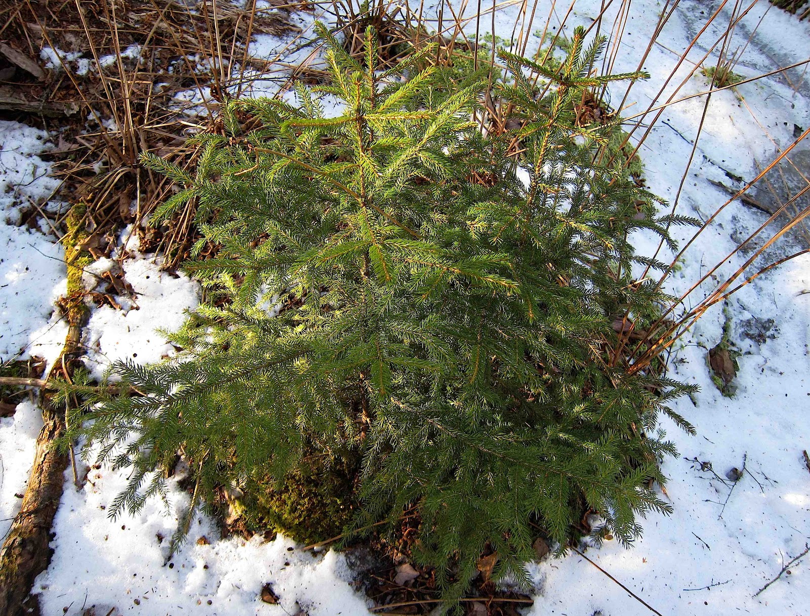Saratoga woods and waterways: Hidden Treasure in a Mountain Swamp