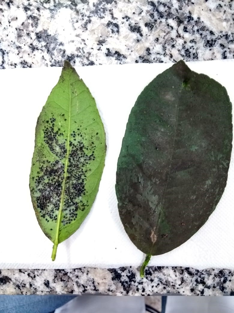 Fumagina na laranjeira (Capnodium sp. ) - Herbário Virtual de ...