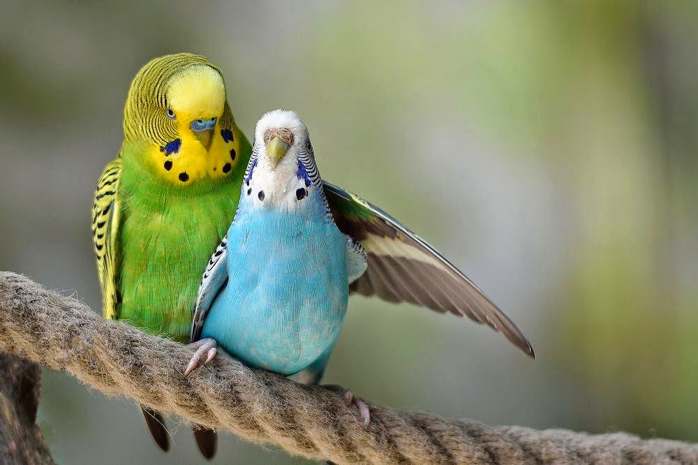 Todo para Compartir: Hermosa parejita de pajaritos