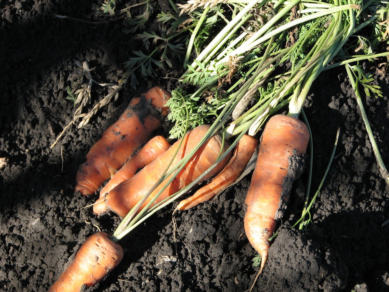 Muddy Carrot