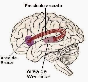 Diarios de Radiologia: TRACTOGRAFÍA: EL CEREBRO AL DESCUBIERTO