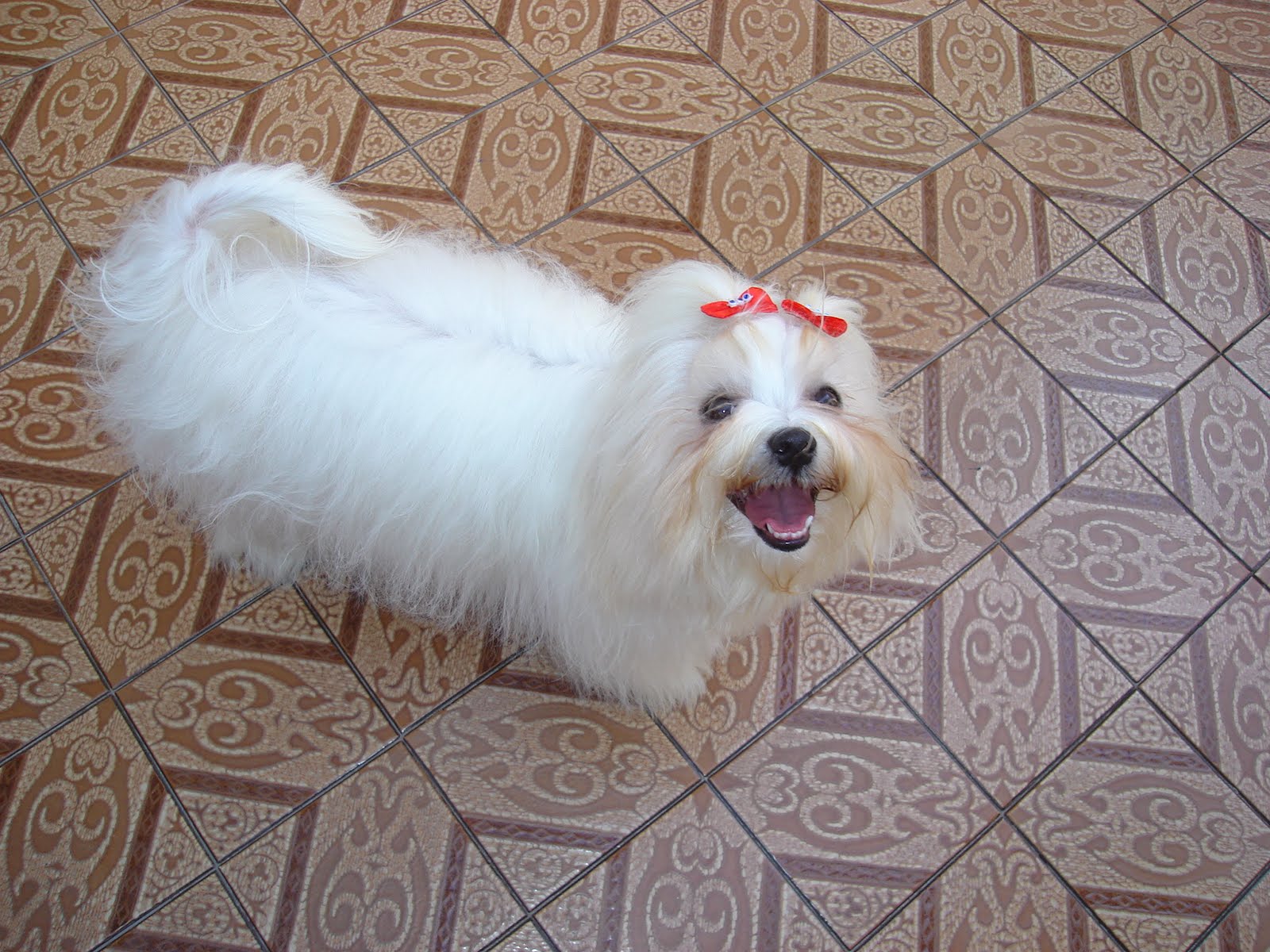 Maltês: O Cão Amigo e Companheiro