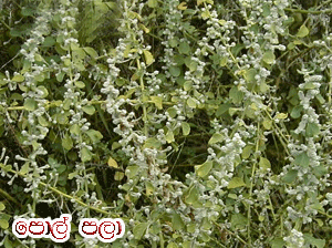 Medicinal plants in sri Lanka(2) | topsecretofthelife