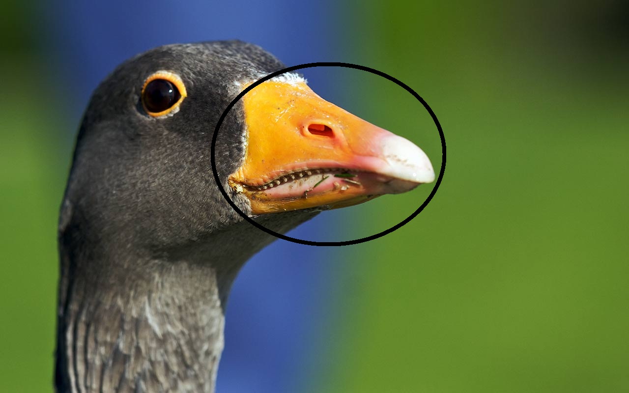 SCIENCE FUNLAND: Unit 1:Lesson 1 : External Features Of Animals A( birds)