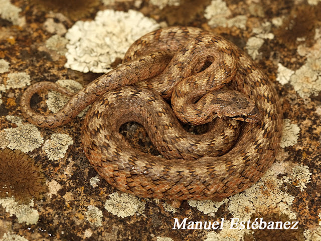 Miradas Cantábricas: Culebra lisa meridional (Coronella girondica)