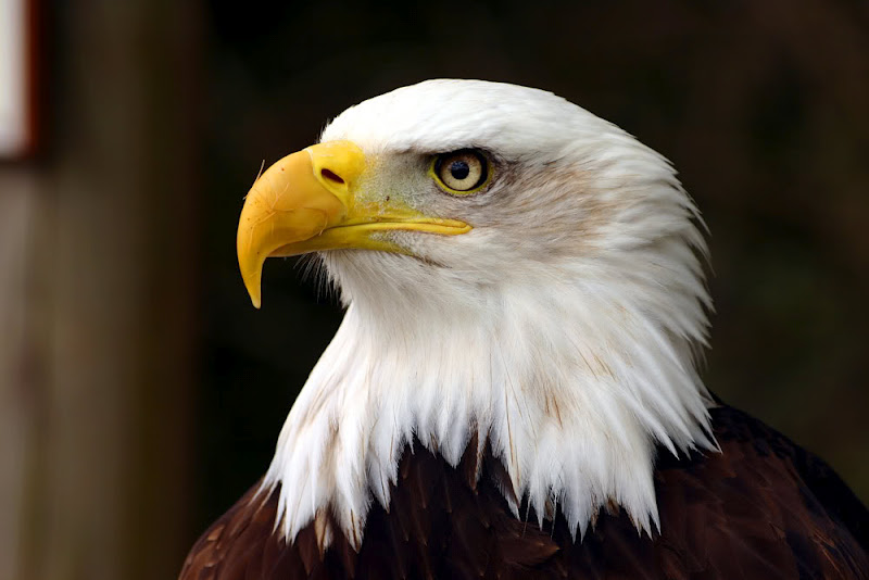 World Bird Sanctuary: What Makes Eagles Laugh?