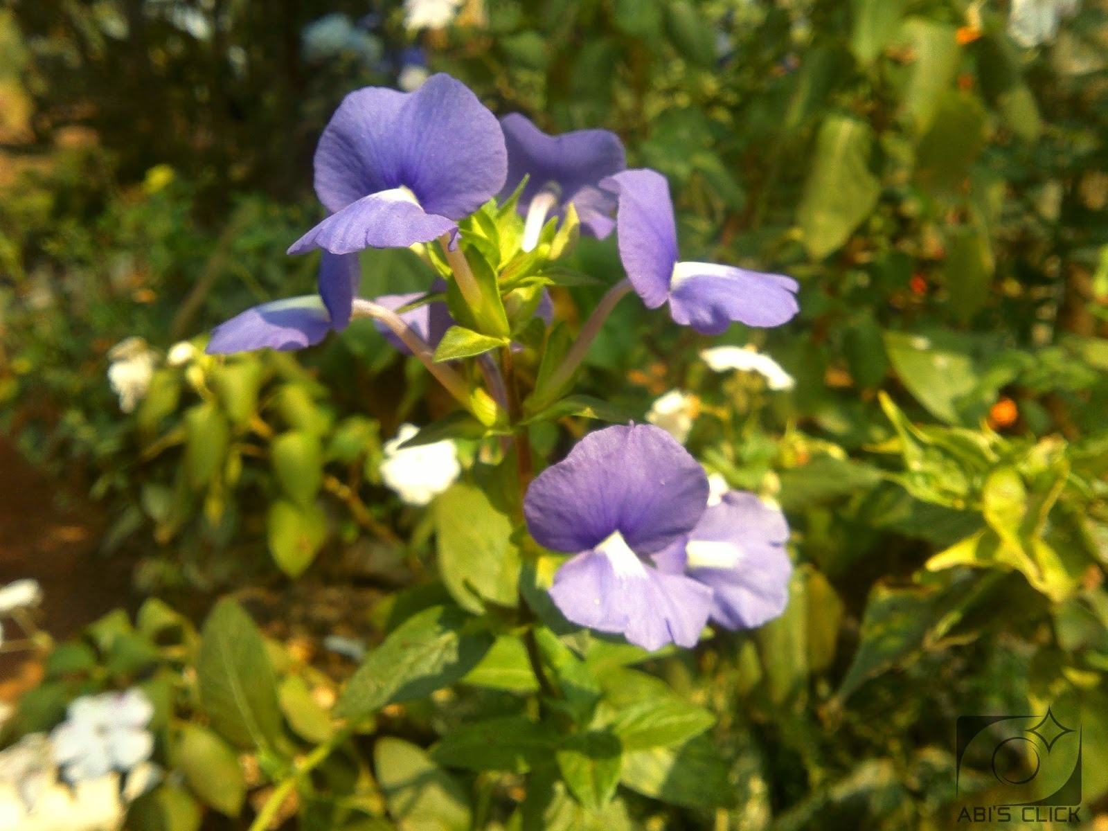 Abi's Click: Ten o'clock flower (പത്തുമണി പൂവ് ) pathumani poovu