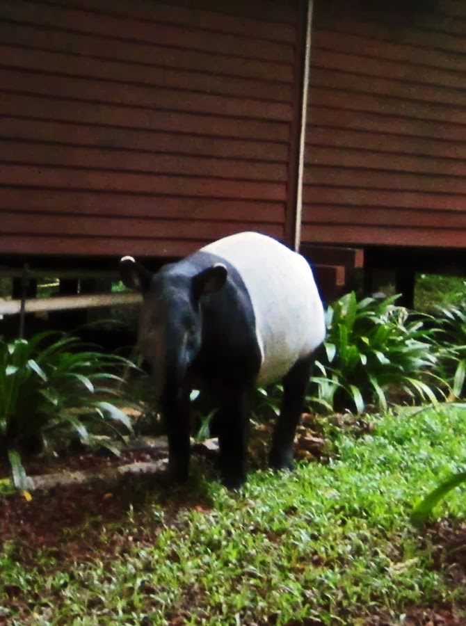 Stock Pictures: The Malayan Tapir
