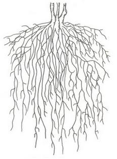 Apoio a Ciências Naturais: Como são constituídas as plantas com flor?