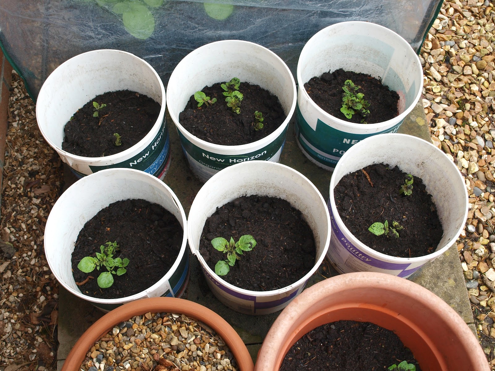Mark's Veg Plot: Pots in pots