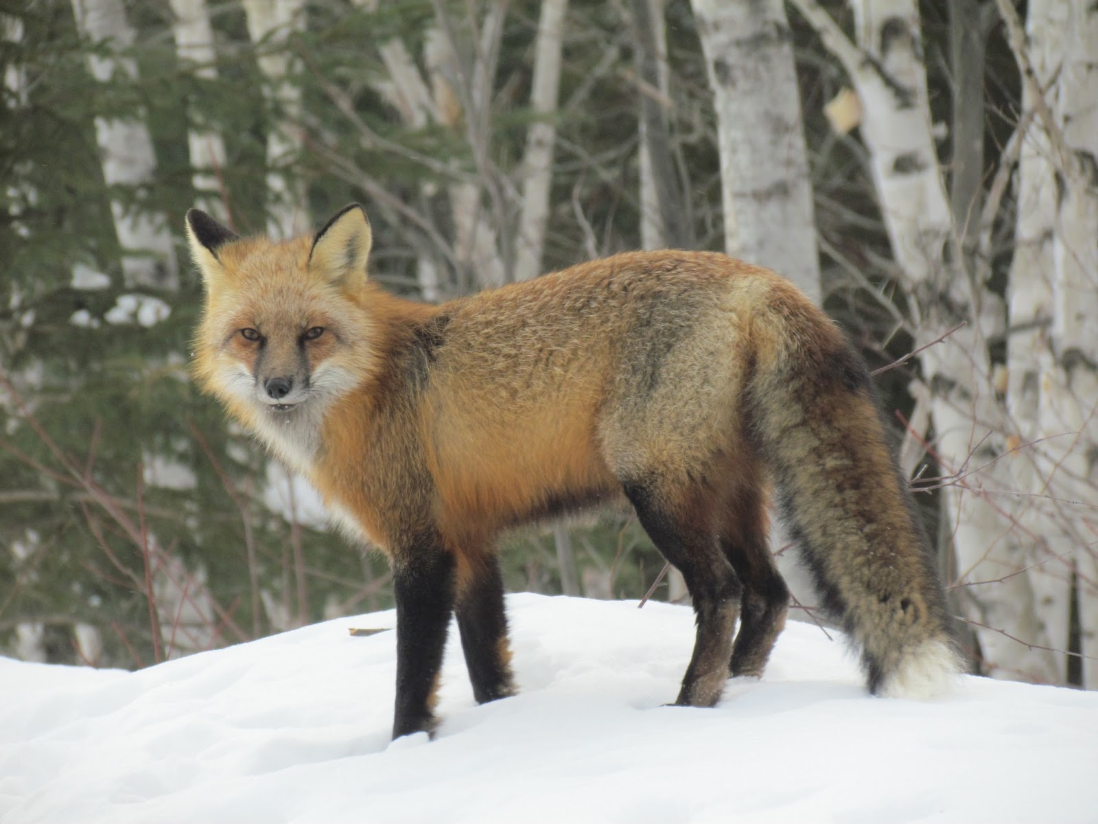 Primarily pets: Seen in northern Ontario