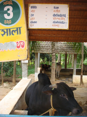 A Protest of Romance: Amritadhara Goshala