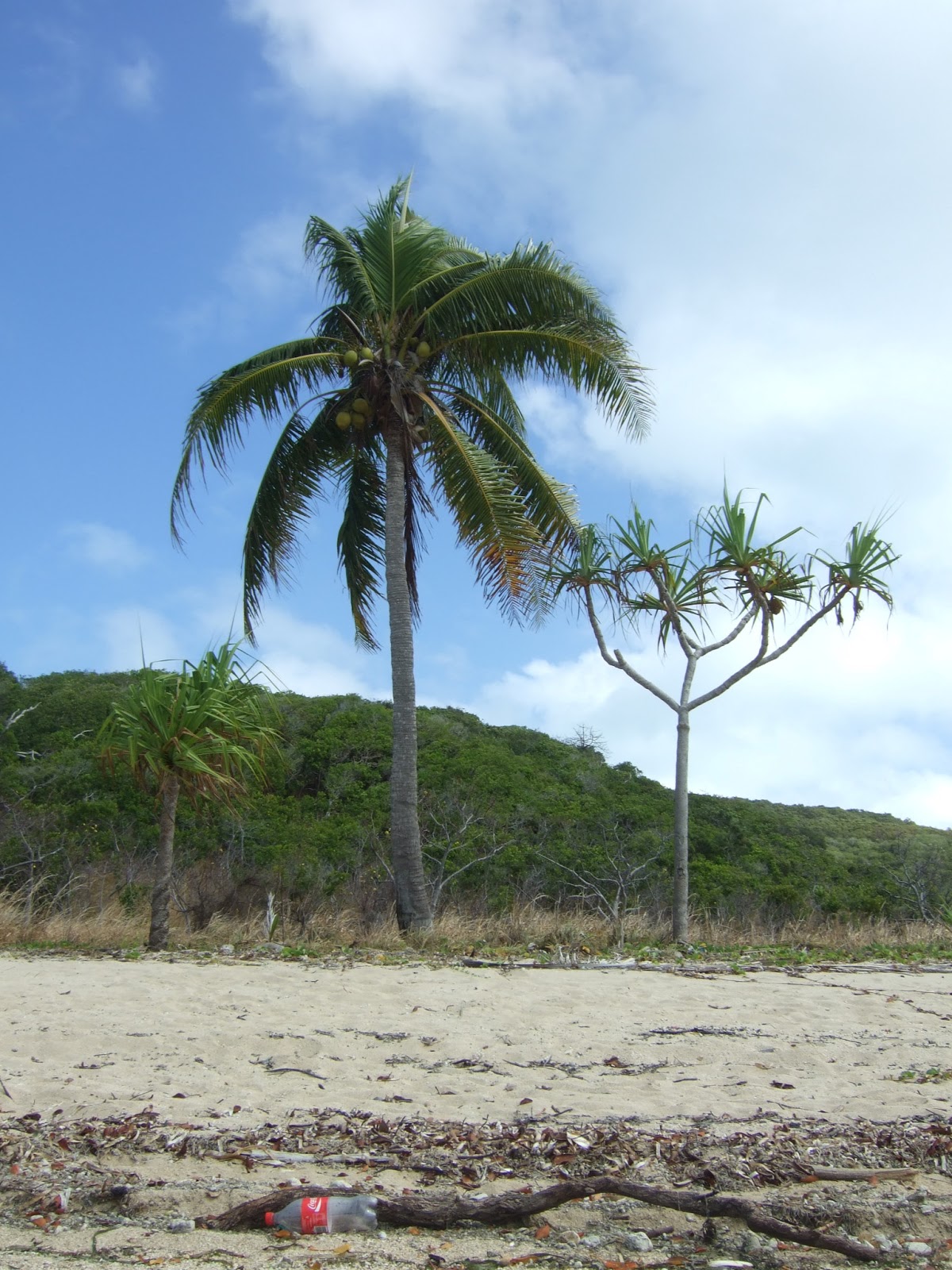 Teaching Torres Strait: Morning Tea on Goods Island