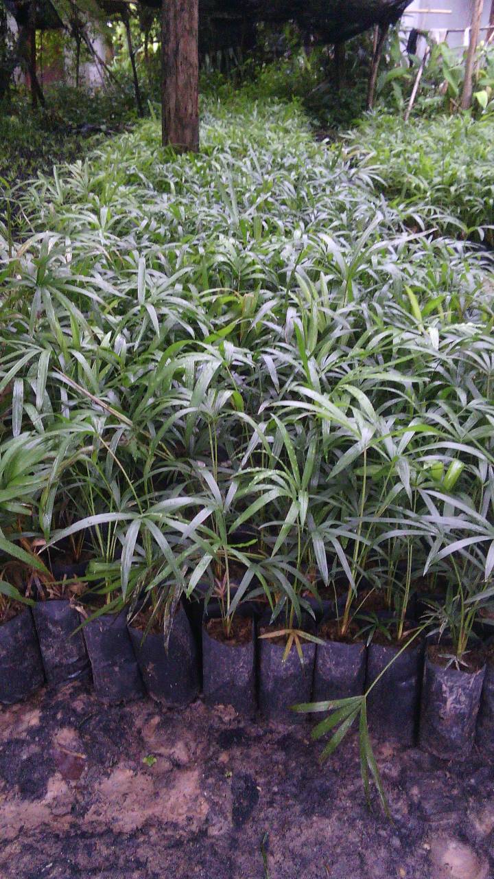 Dari Hutan ke Bandar...: BENIH ROTAN MANAU @ calamus manan