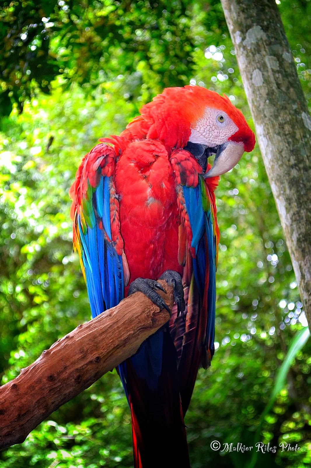 Parque de las Aves. Brasil. Parte 1 | Malkior Riles Photographs