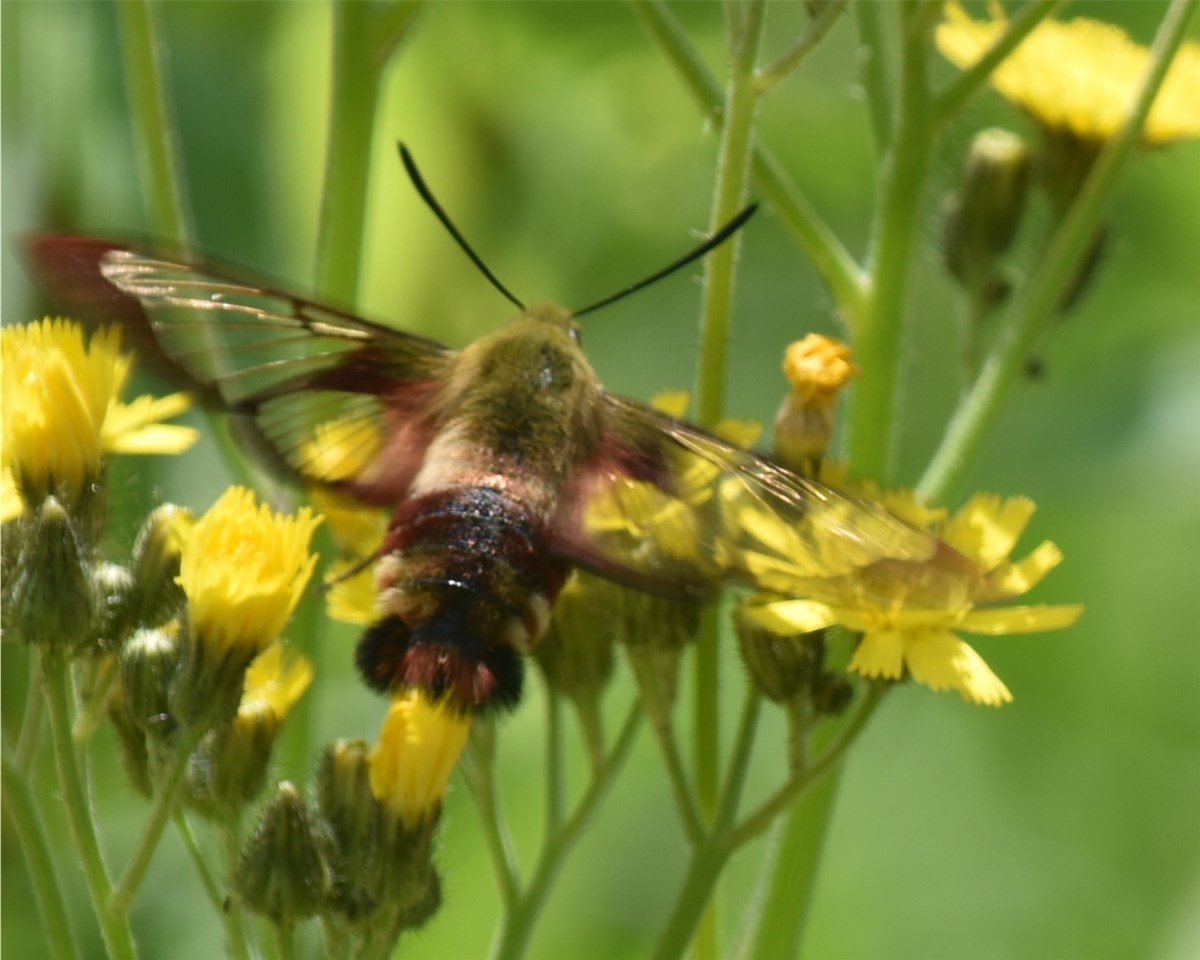 nature tales and camera trails: A Clearwing Hummingbird Moth