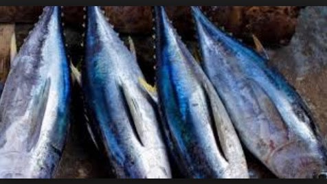 Manfaat dan Kandungan Gizi Ikan Tuna Untuk Kesehatan