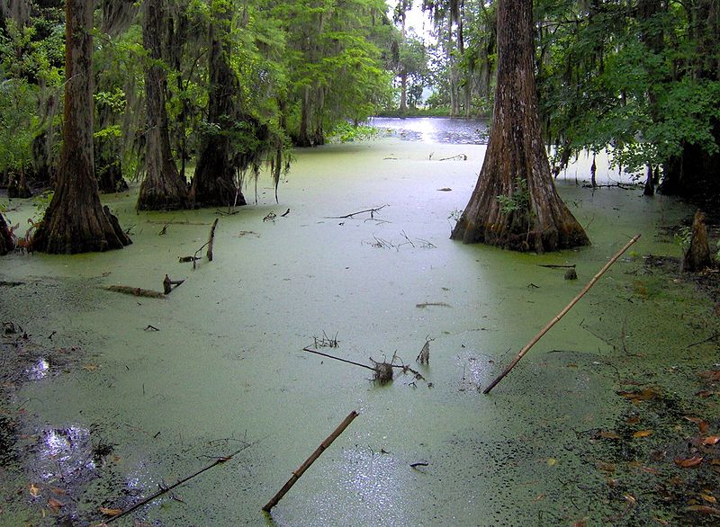 Julie's Musings: What About Those Swamps?