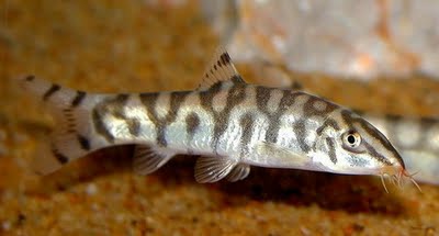 La Loche Yo-Yo (Botia lohachata)