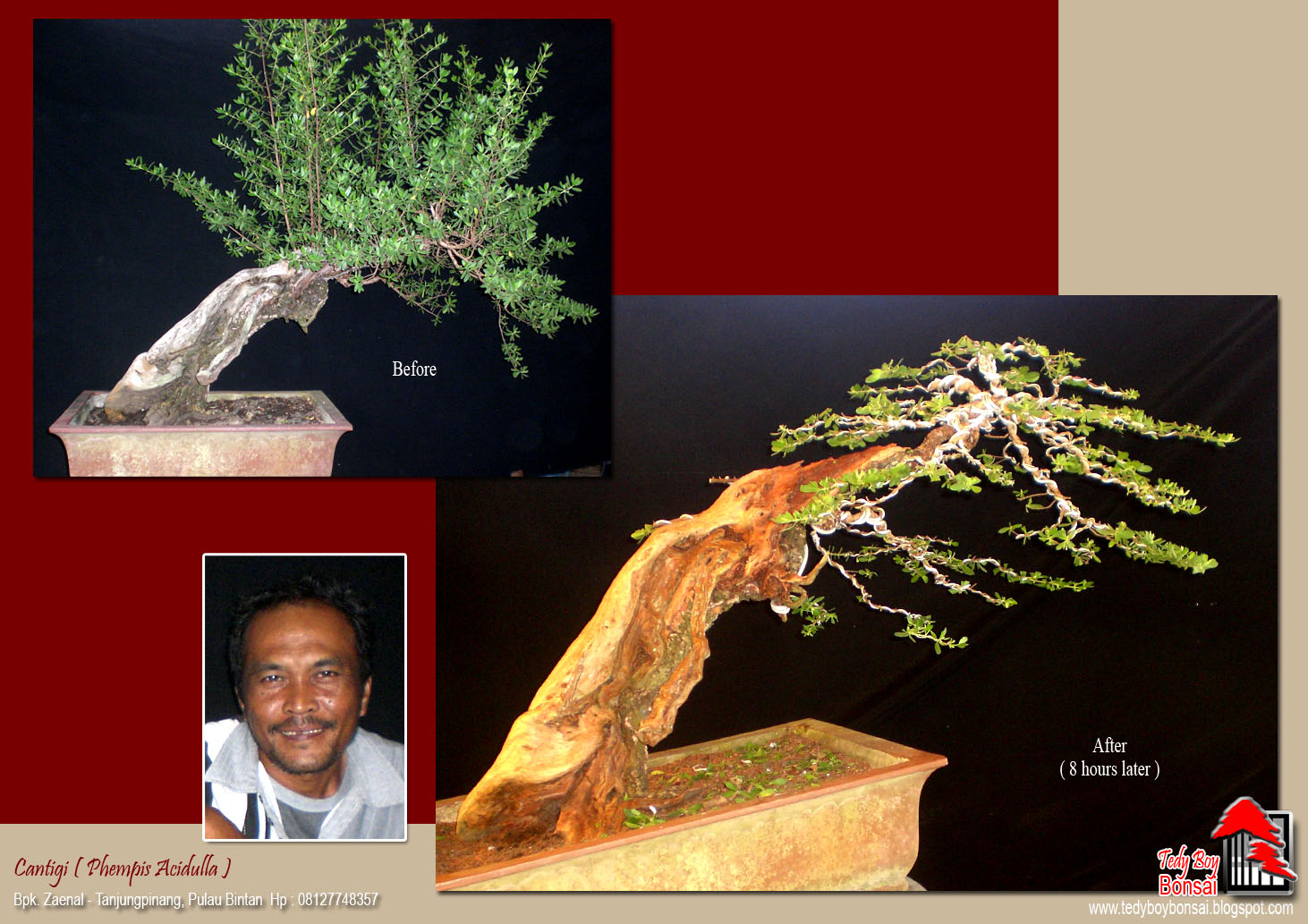 Bonsai Tedy Boy Bonsai Bali INDONESIA europe usa america european JAPAN ...