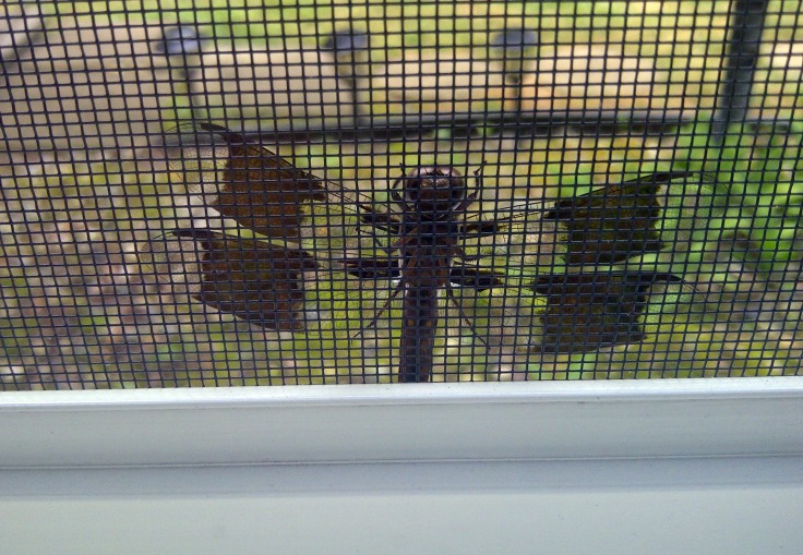 Stuff could always be worse: Square Wing Tip Dragonfly