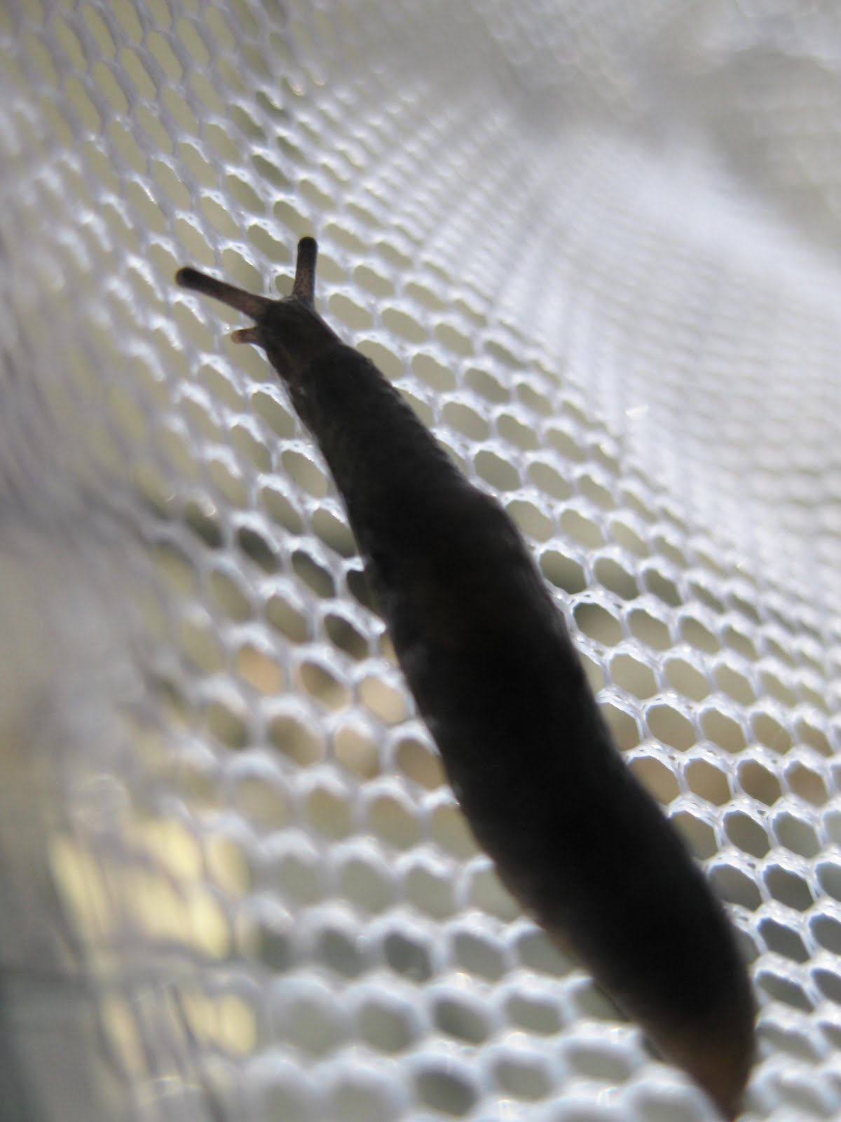 wee little miracles: One Thousand Gifts (part 9)