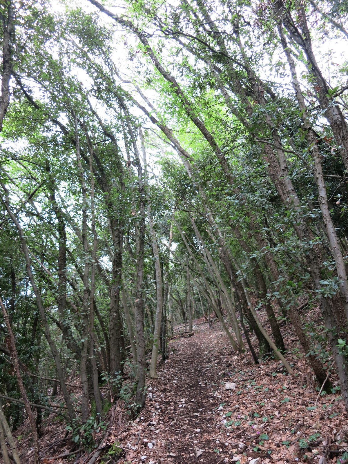 Itineris Mei: Monte Pietralata - Ascesa alla Testa del Duce