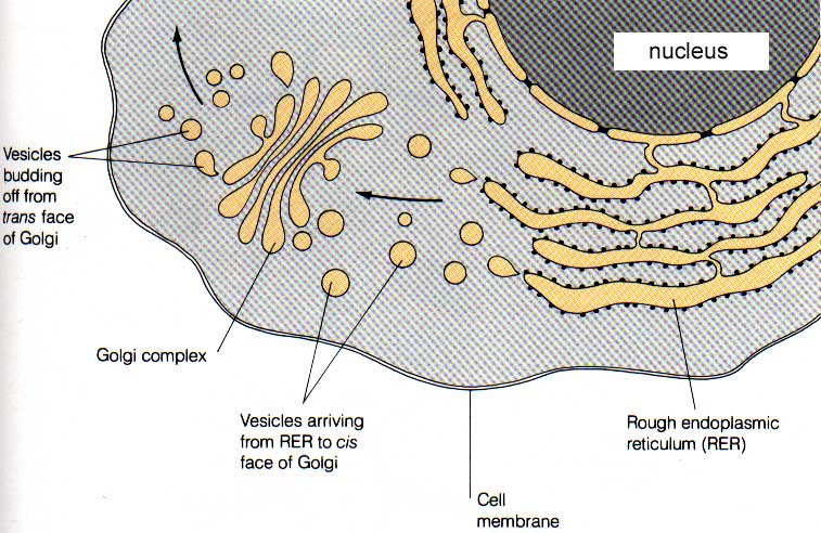 A Biologia da Célula: Complexo Golgiense