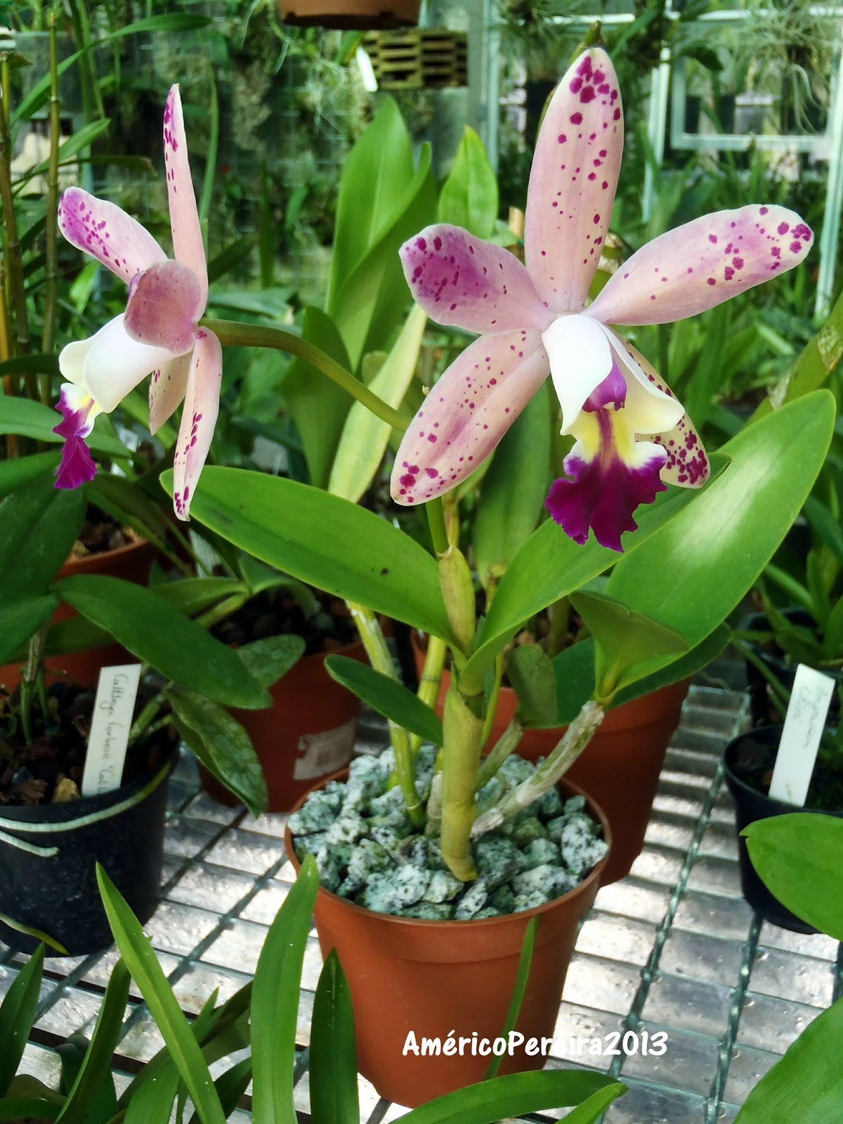 Orquídeas soltas: Lc. Tropical Pointer 'Cheetah' HCC/AOS