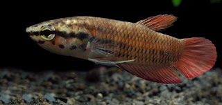 Betta picta - Javan Mouthbrooding Fighting Fish ~ Nice Betta