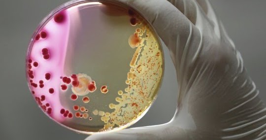 Bacteria 'sleep', then rapidly evolve, to survive antibiotic treatments ...