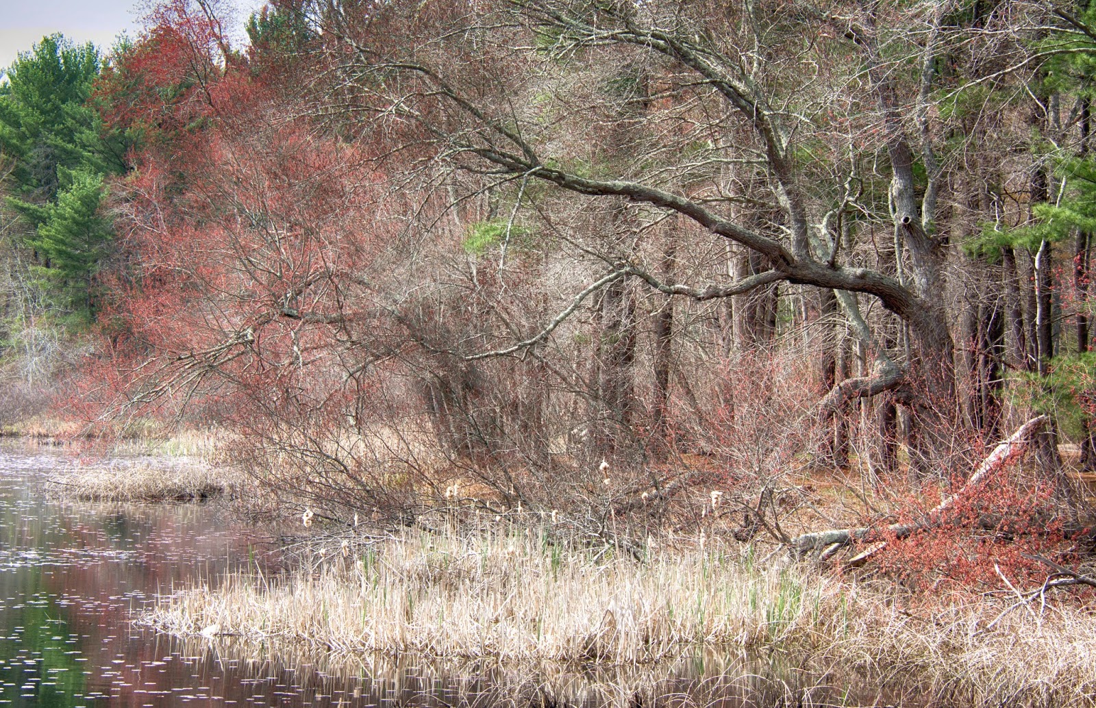 Carol's View Of New England: Spring Landscape, Kingston MA