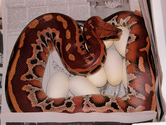 Blood Python - Dipong - Python curtus ~ Reptilers