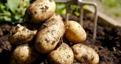 I'm the king here.: Amflora Potatoes--Genetically Modified Potatoes