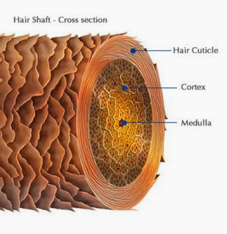 Pilvikiharoita: Hiusten ja ihon rakenne