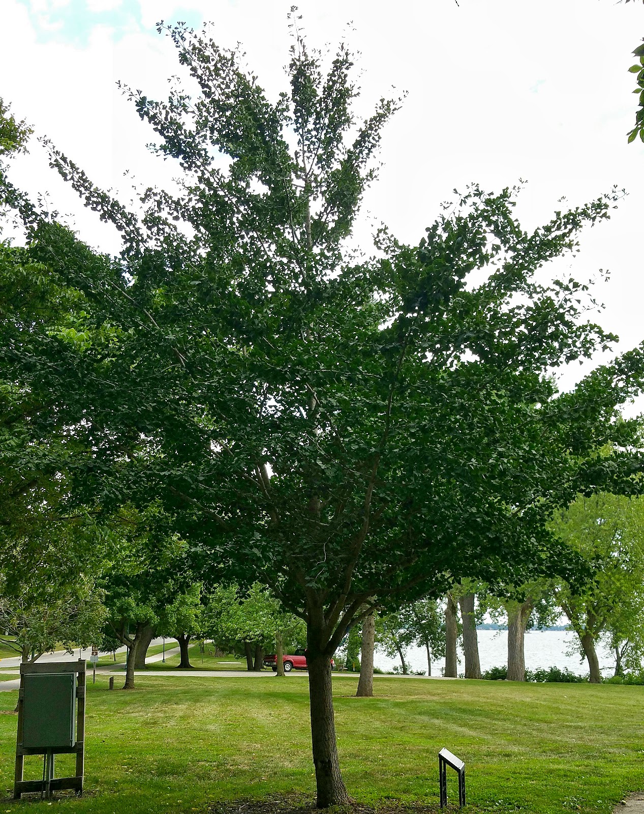 History and Culture by Bicycle: Storm Lake, Iowa: Living Heritage Tree ...