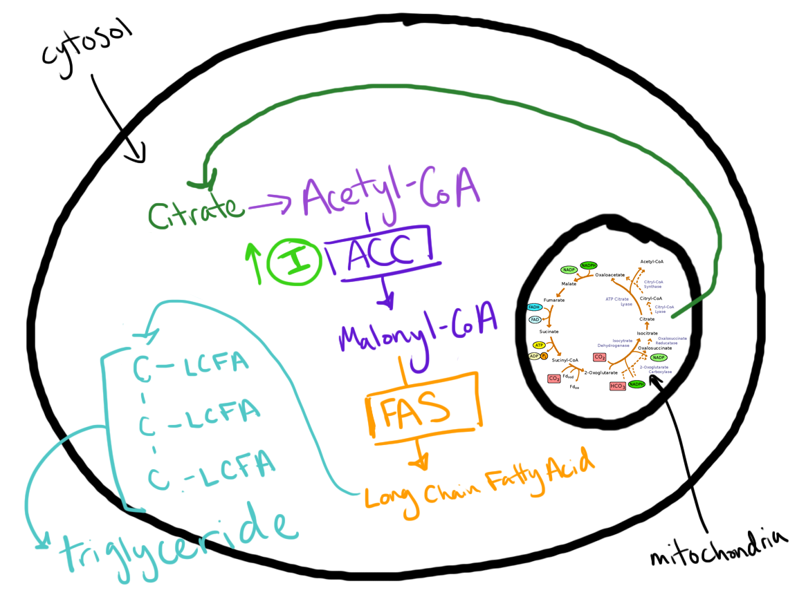 Lipid and Carbohydrate Metabolism: The Management of Chronic Disease ...