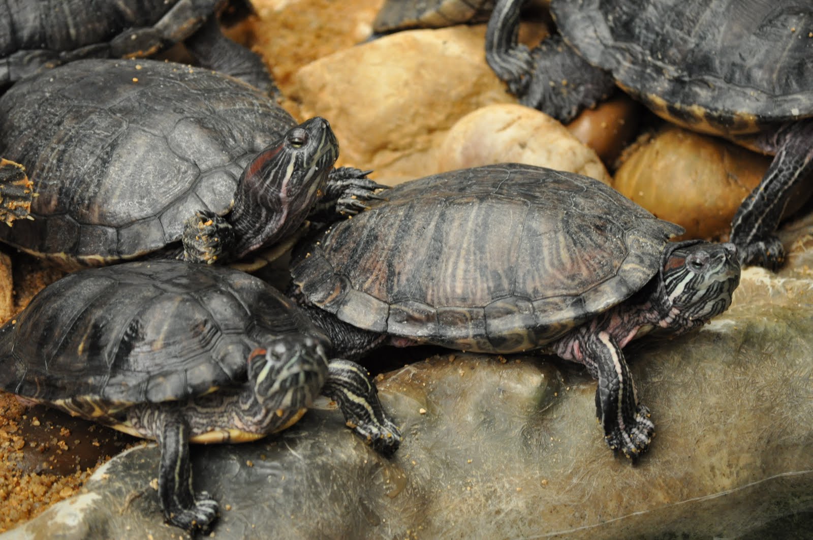ZOOTOGRAFIANDO (6.100 ANIMALS): TORTUGA DE FLORIDA / POND SLIDER ...