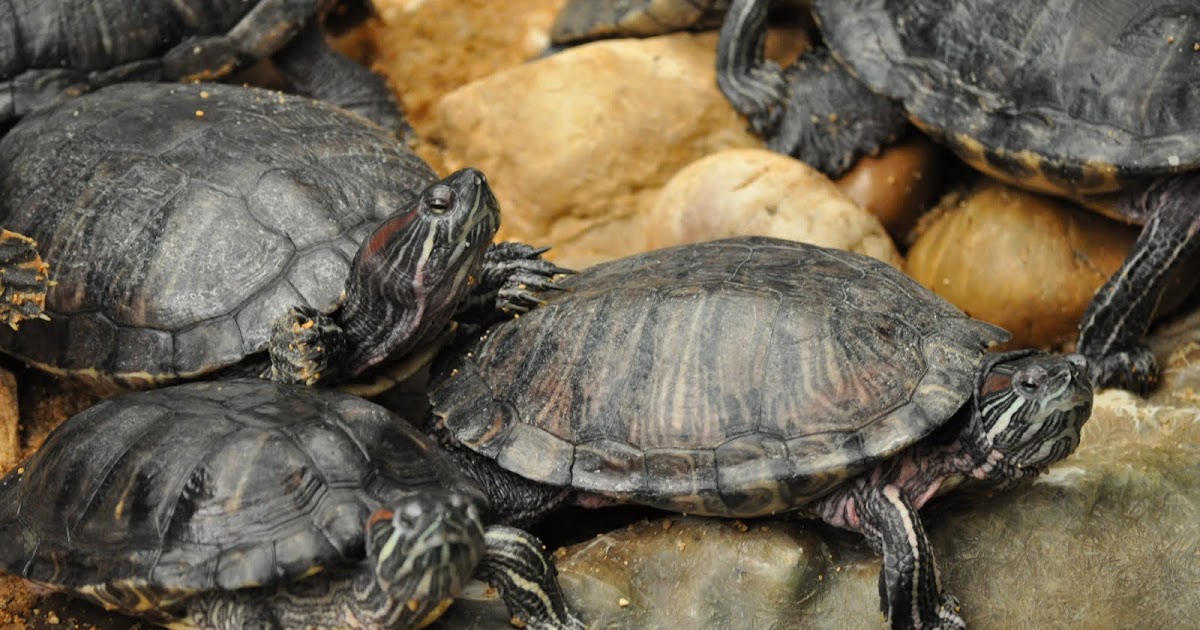 ZOOTOGRAFIANDO (MI COLECCIÓN DE FOTOS DE ANIMALES): TORTUGA DE FLORIDA ...