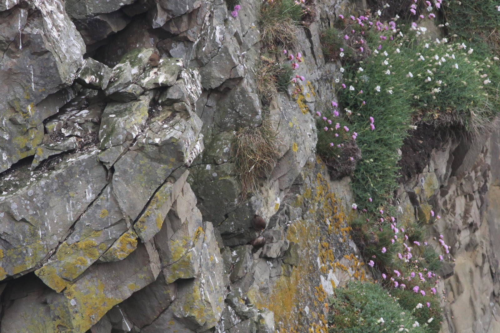 Fair Isle Bird Observatory: the Warden's diary: June 2013