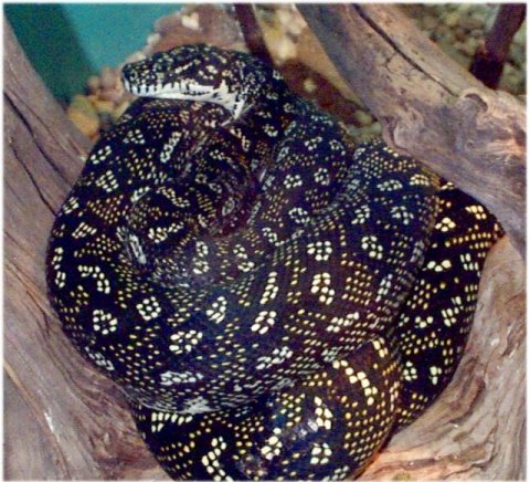 10 Ular Terpanjang di Dunia - Blog SURYA d'Website