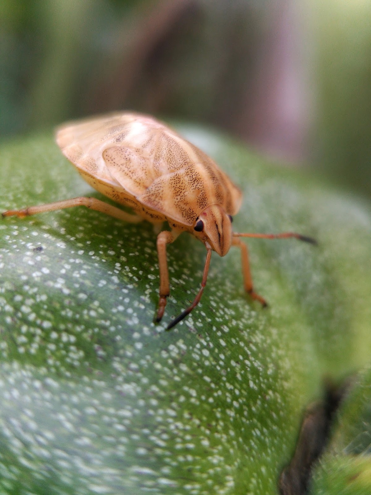 Paleontología y Evolución en la UCM: Por la boca evoluciona el... ¡insecto!