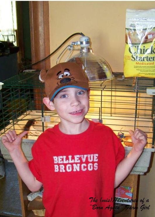 The 6 Important Elements of a Homemade Brooder Box - The (mis ...