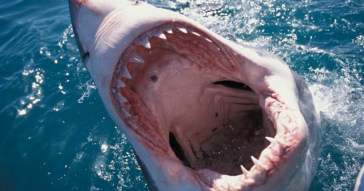 Rosa Rubicondior: Shark Bite For Creationists