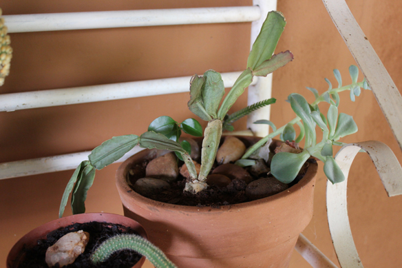 The Succulent and Cactus Lady (that's me!): Hatiora gaertneri (Bladroos)