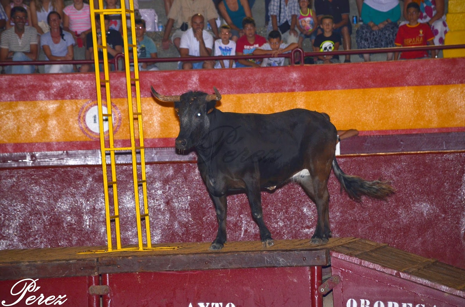 Toros en Andorra Fotos: Vacas y toro embolado en Oropesa del Mar ...